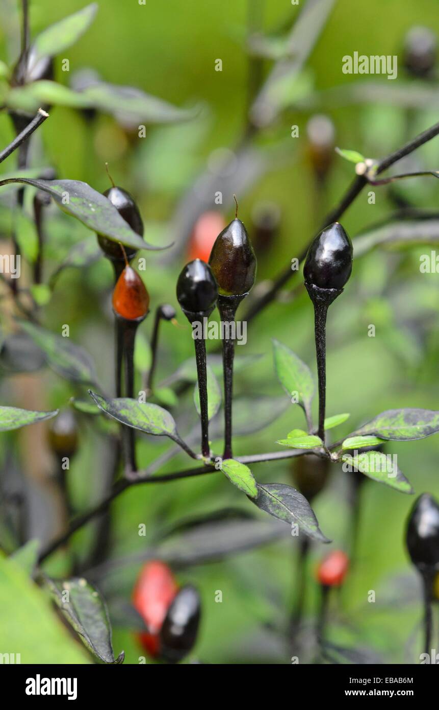 Black pepper plant hi-res stock photography and images - Alamy