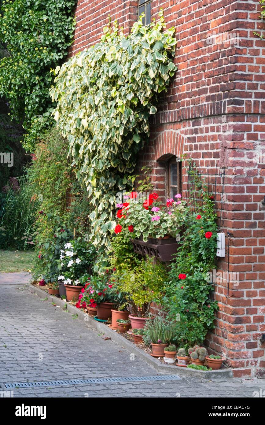 Persian ivy (Hedera colchica 'Dentata Variegata') and pelargoniums ...