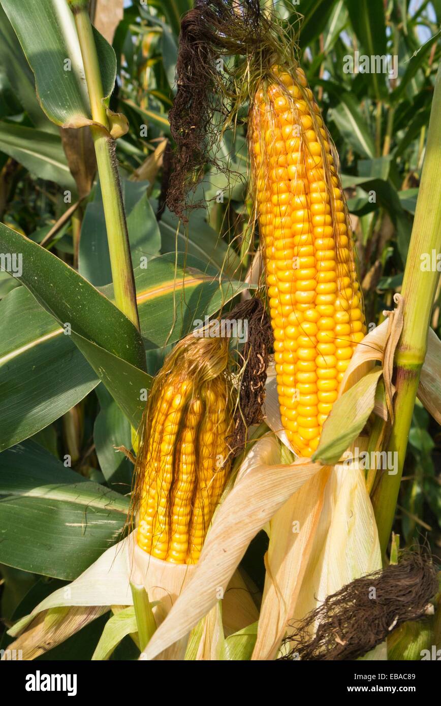 Zea mays hi-res stock photography and images - Alamy