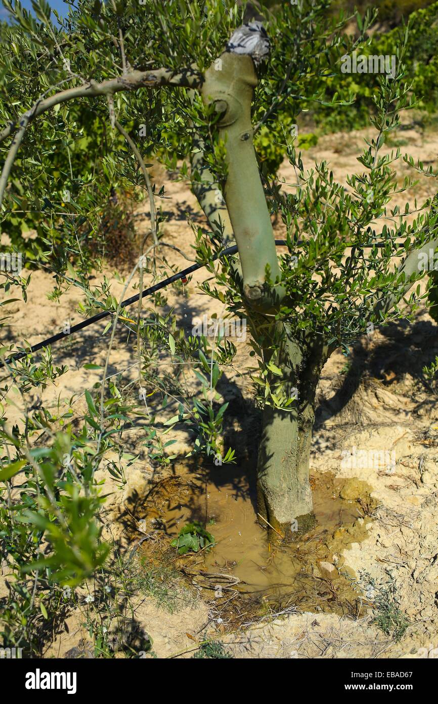 Micro irrigation hi-res stock photography and images - Alamy