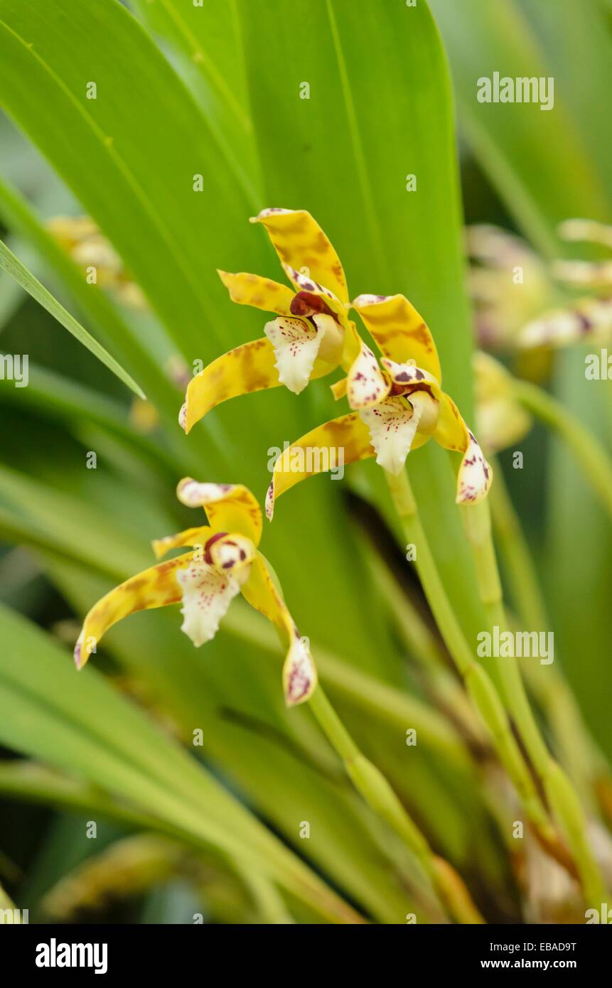 Picta picta hi-res stock photography and images - Alamy