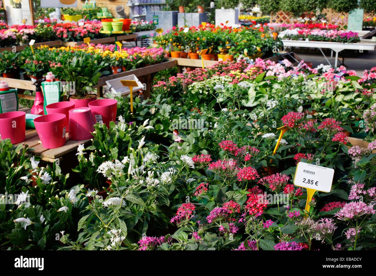 Pentas lanceolata container hi-res stock photography and images - Alamy