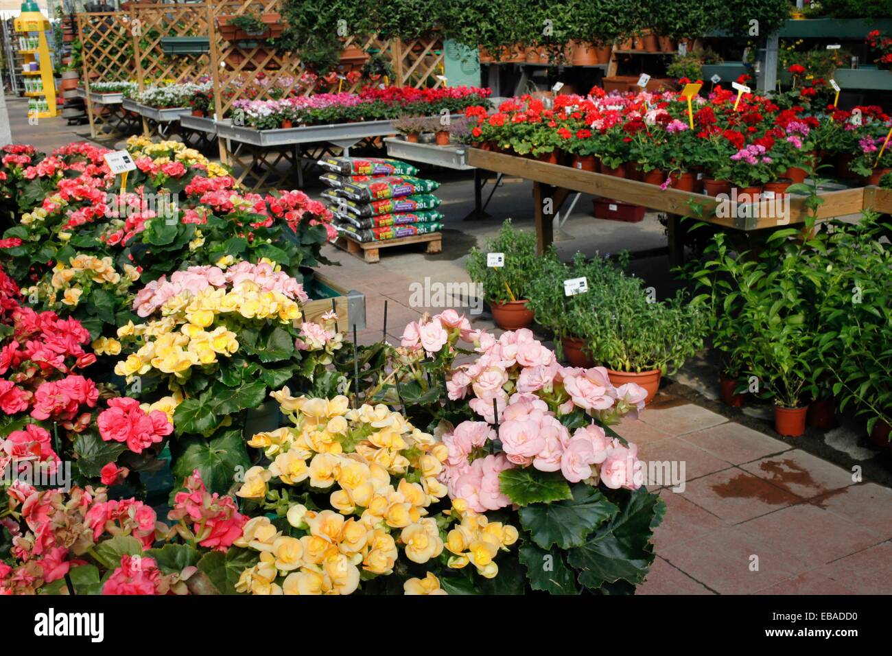 Pentas lanceolata container hi-res stock photography and images - Alamy