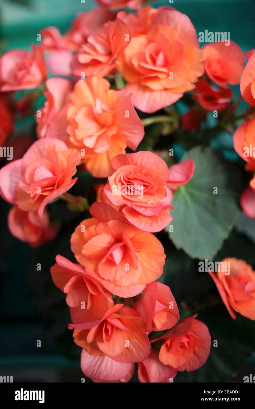 Elatior begonia Begonia x hiemalis is a hybrid begonia with an upright ...