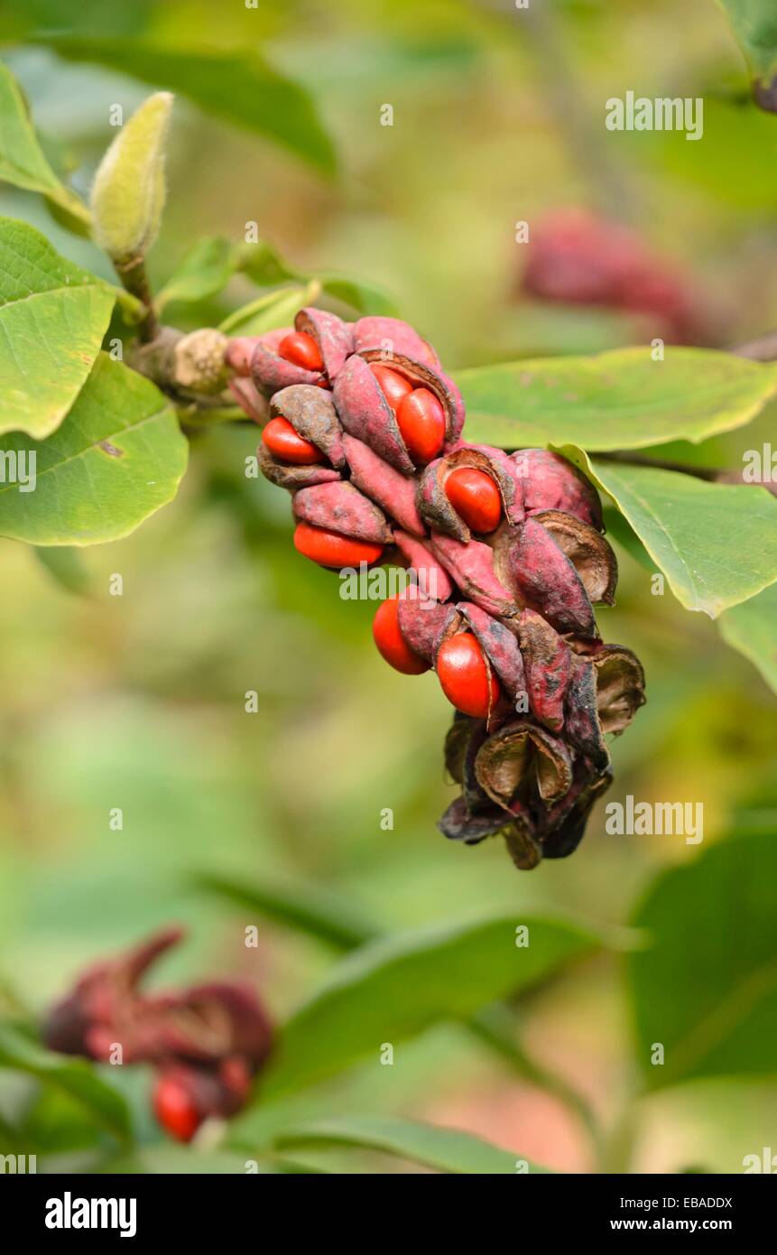 Red fruit magnolia tree hi-res stock photography and images - Alamy
