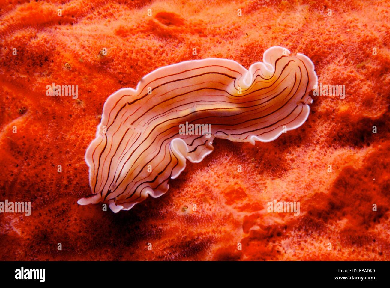 Planaria color hi-res stock photography and images - Alamy