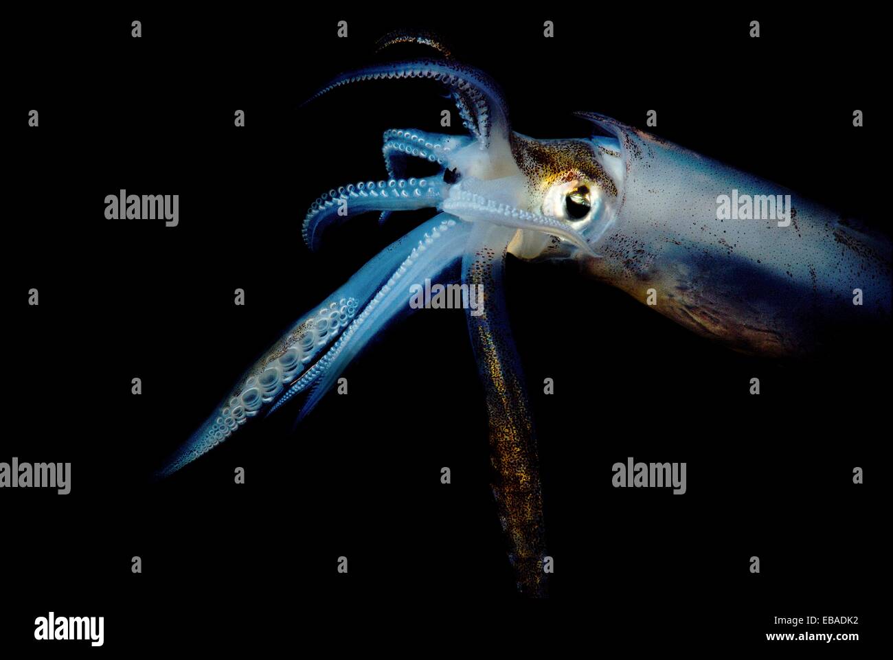 Loligo squid hi-res stock photography and images - Alamy
