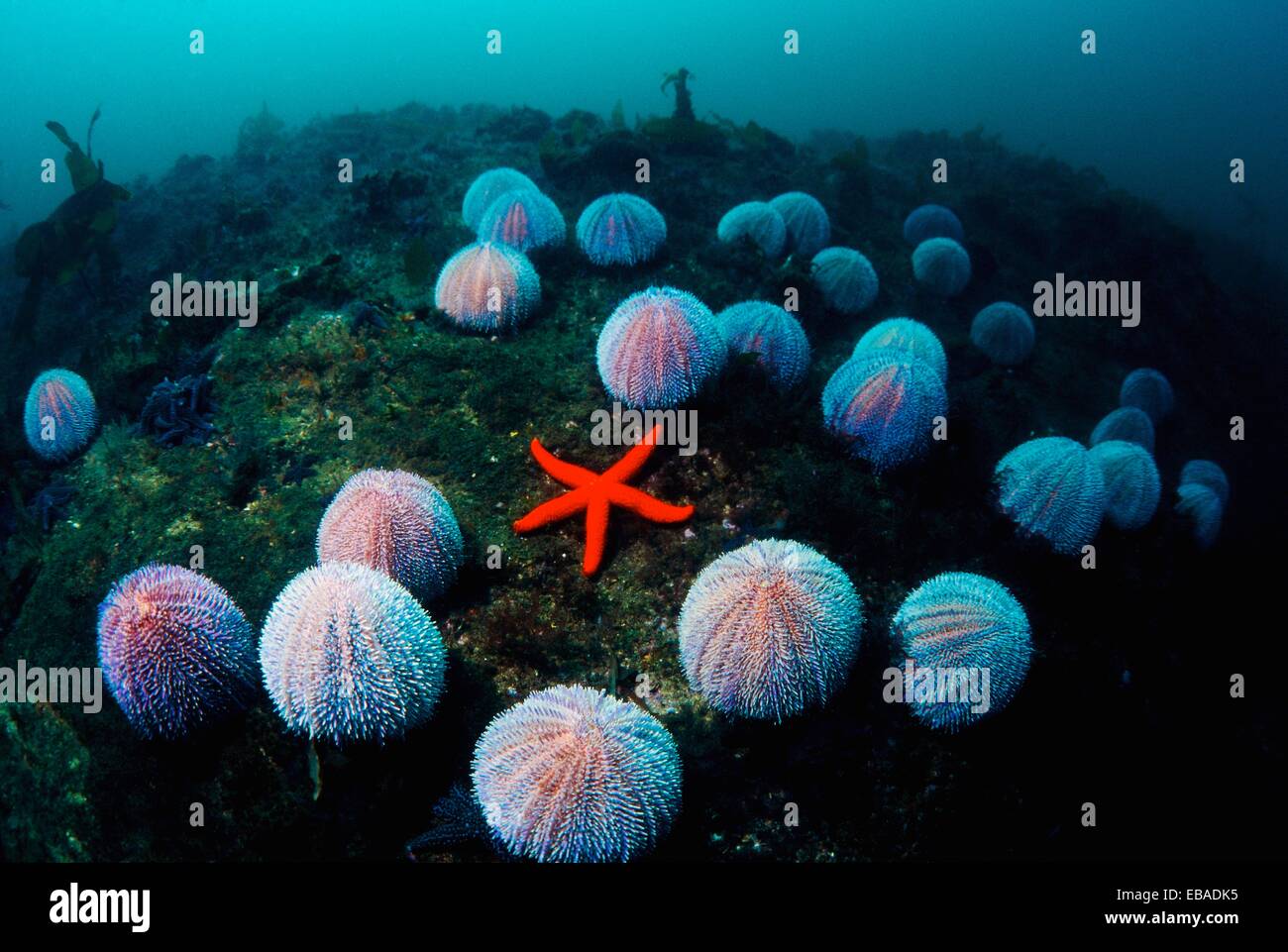 Edible Sea Urchin Echinus Esculentus High Resolution Stock Photography ...