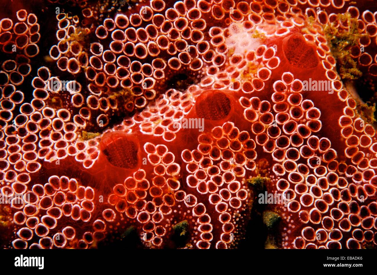 Tunicate sea squirt aplidium proliferum hi-res stock photography and ...