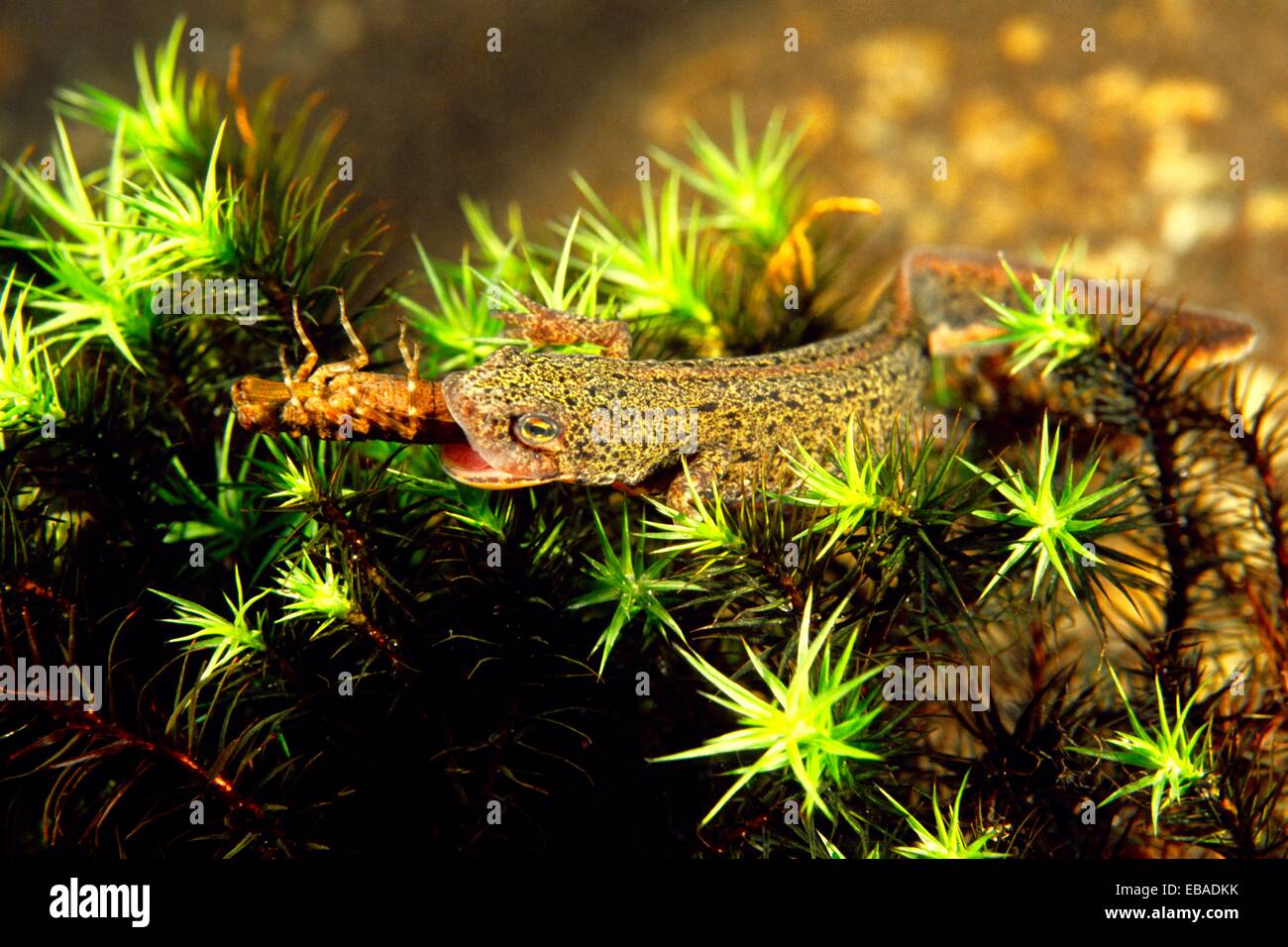 Bosca Newt High Resolution Stock Photography and Images - Alamy