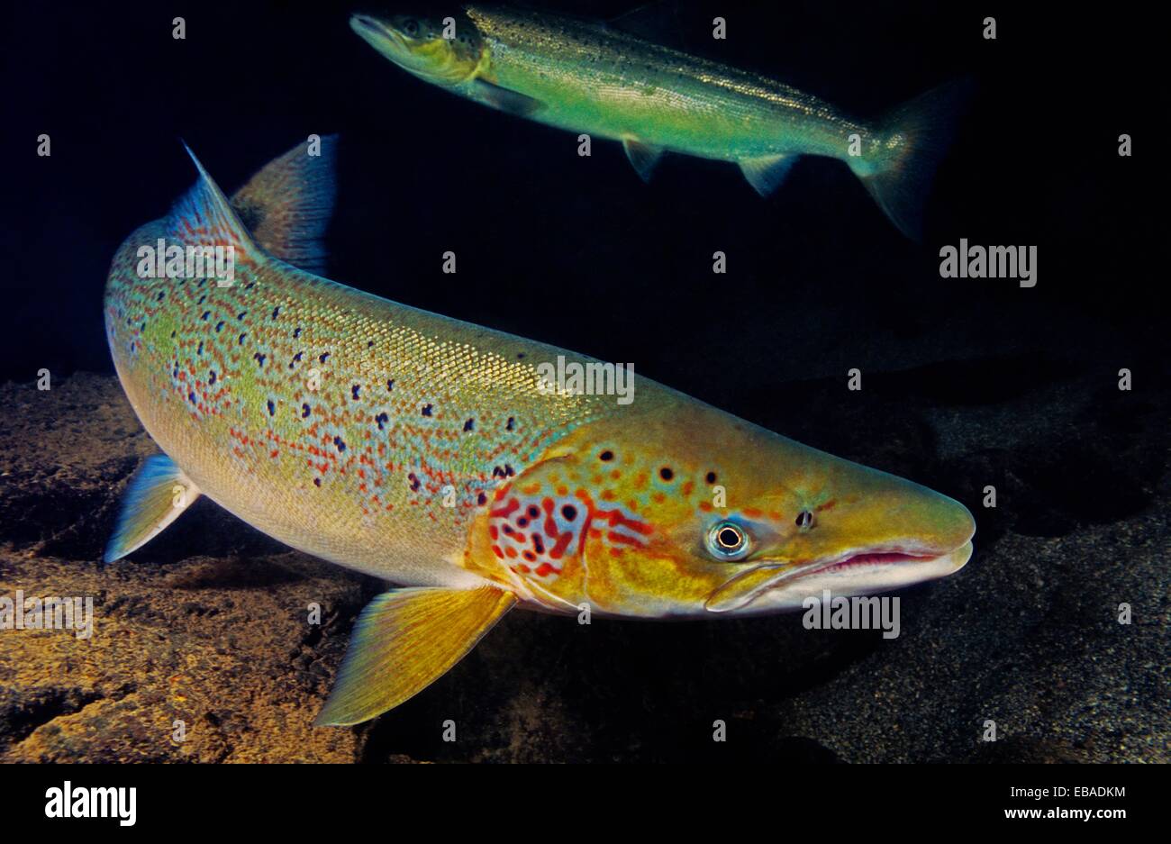 Male Atlantic Salmon Salmo Salar High Resolution Stock Photography and ...