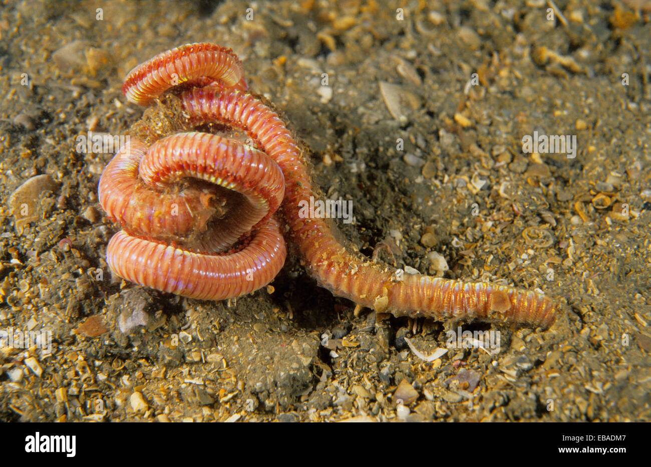 Marphysa Sanguinea High Resolution Stock Photography and Images - Alamy