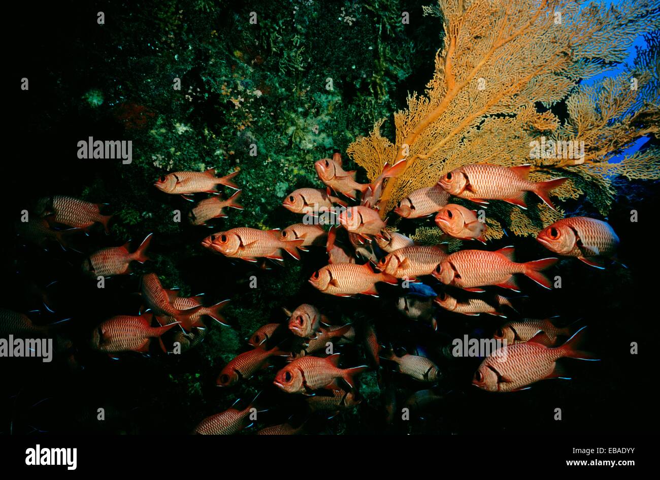 Isla ardilla hi-res stock photography and images - Alamy