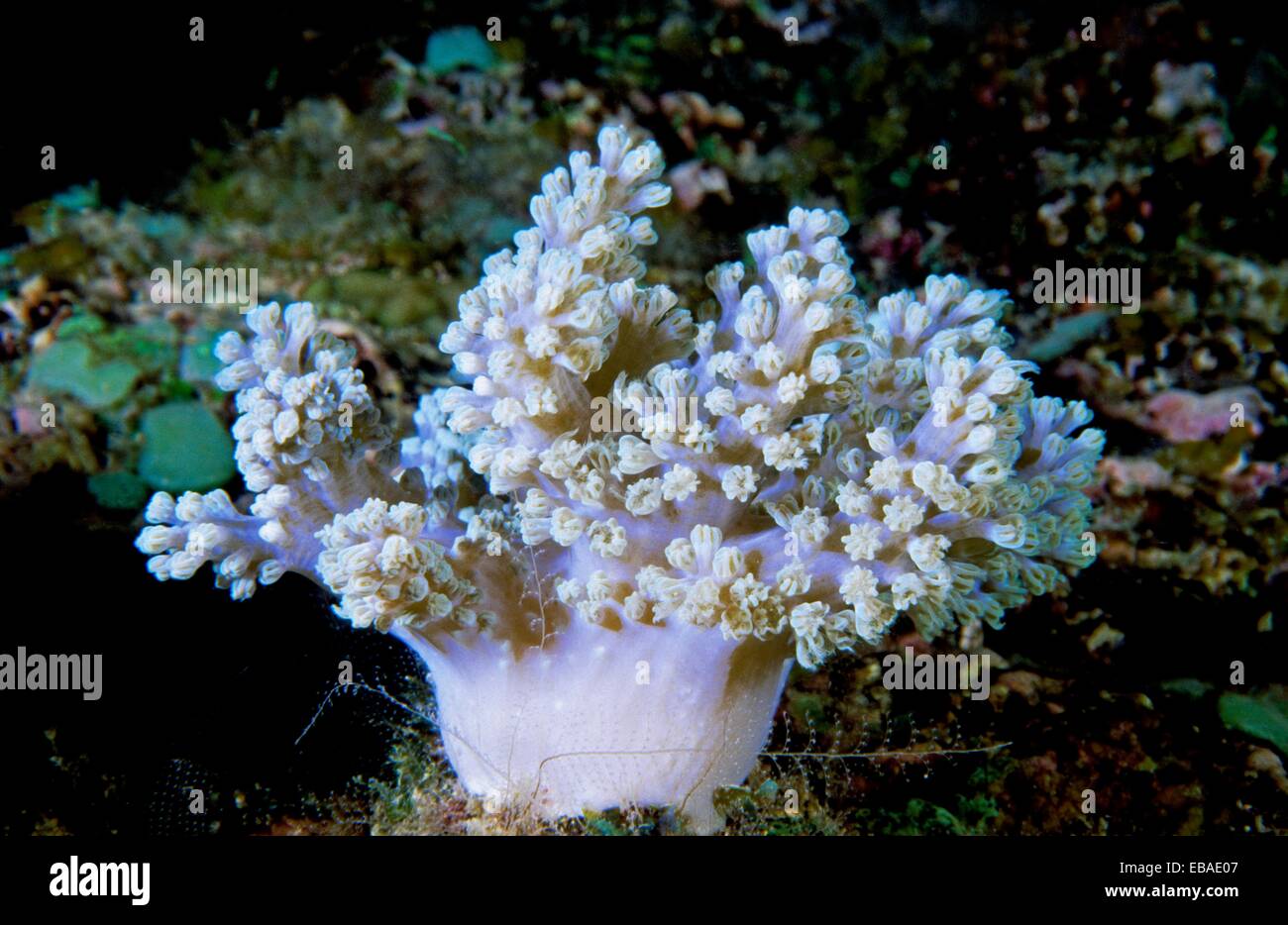 Stereonephthya sp hi-res stock photography and images - Alamy