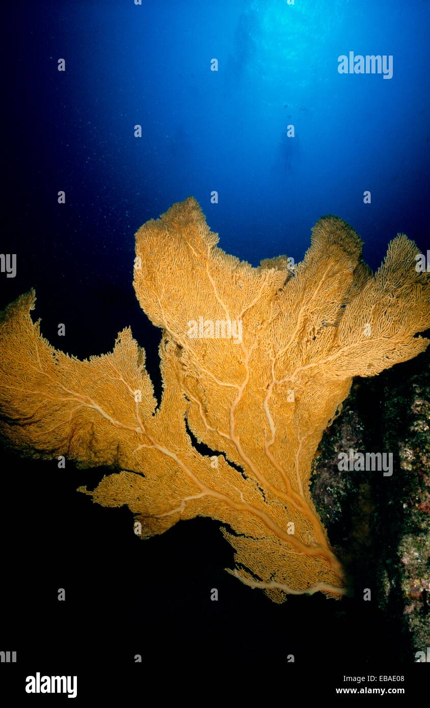 Giant sea fan Anella mollis Mauritius Island Republic of Mauritius ...