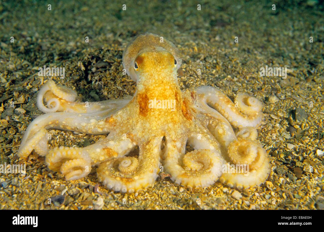 Long Armed Octopus High Resolution Stock Photography and Images - Alamy