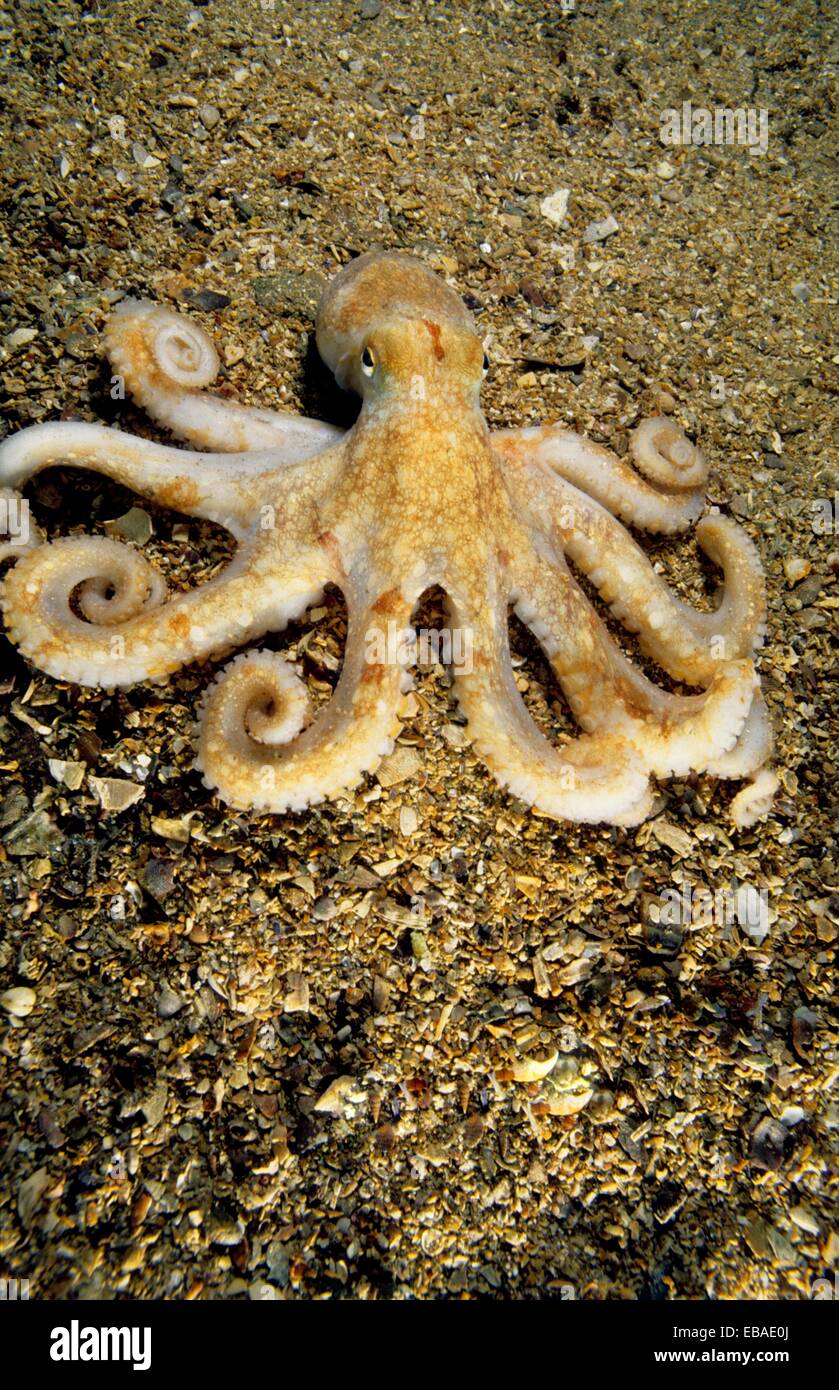Octopus salutii hi-res stock photography and images - Alamy