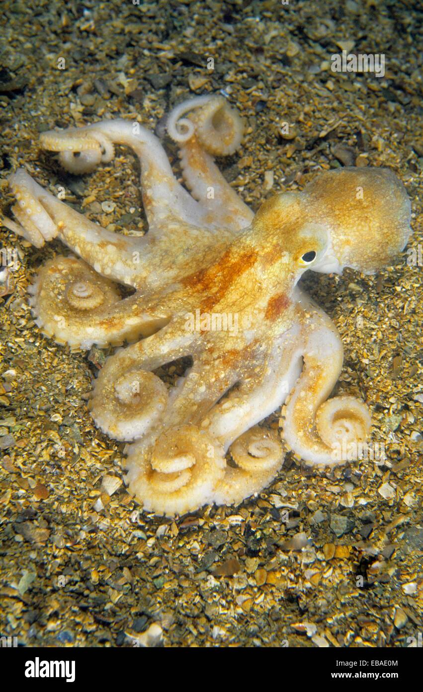 Long armed hi-res stock photography and images - Alamy