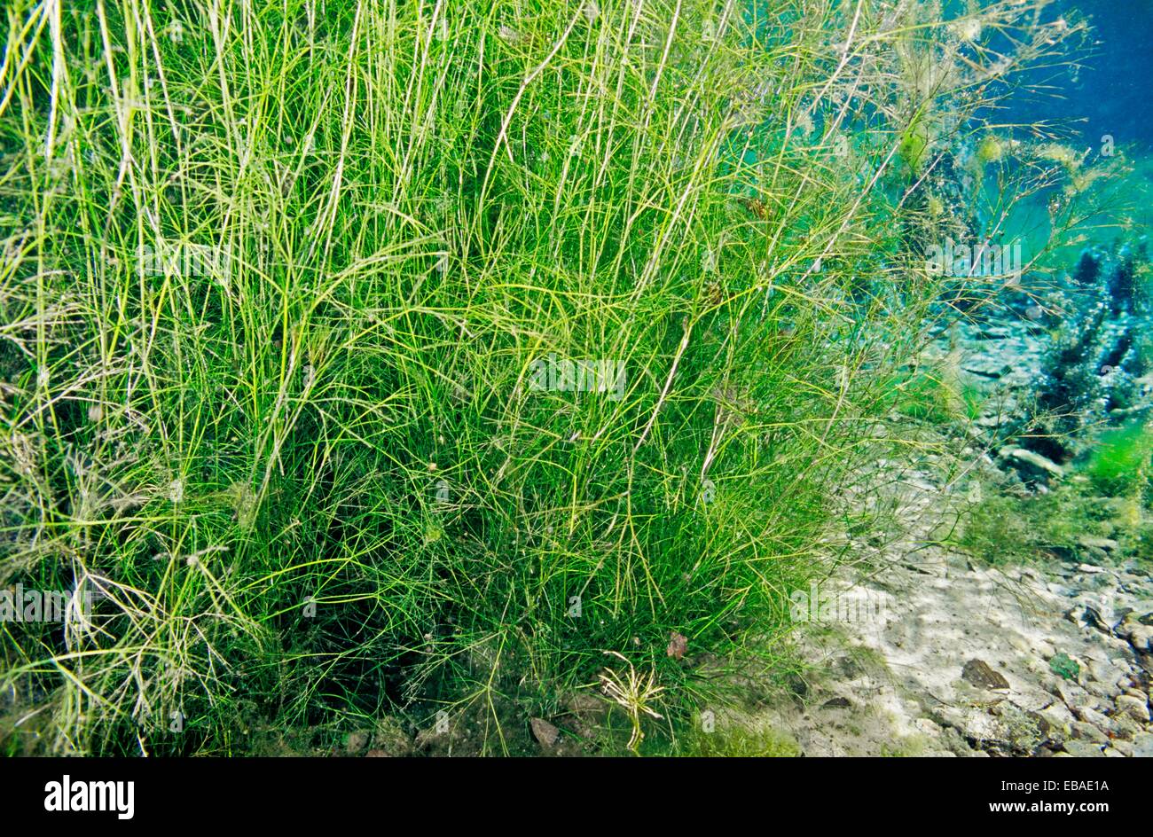 Water Buttercup Ranunculus High Resolution Stock Photography and Images ...