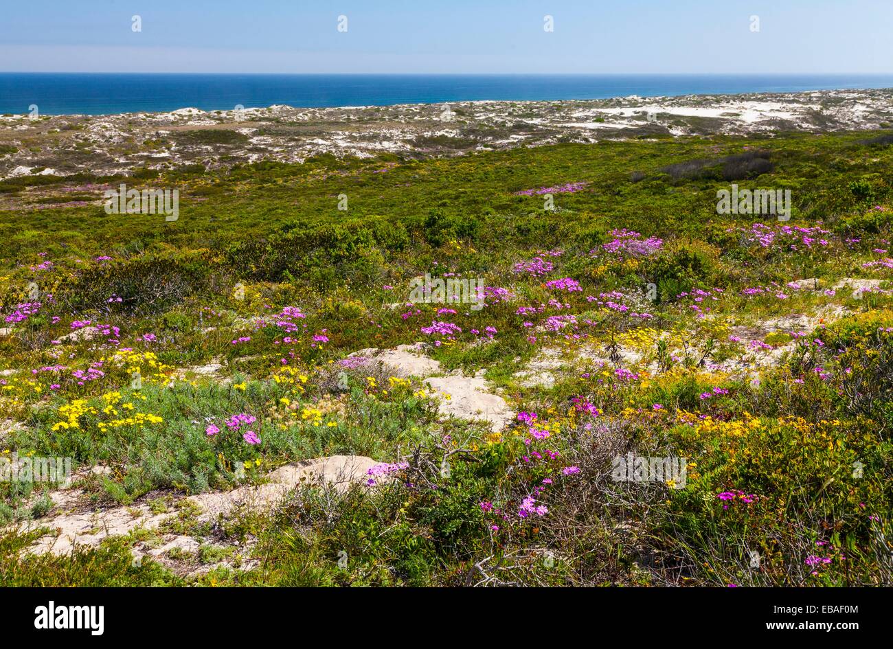 Postberg nature reserve west coast national park hi-res stock ...