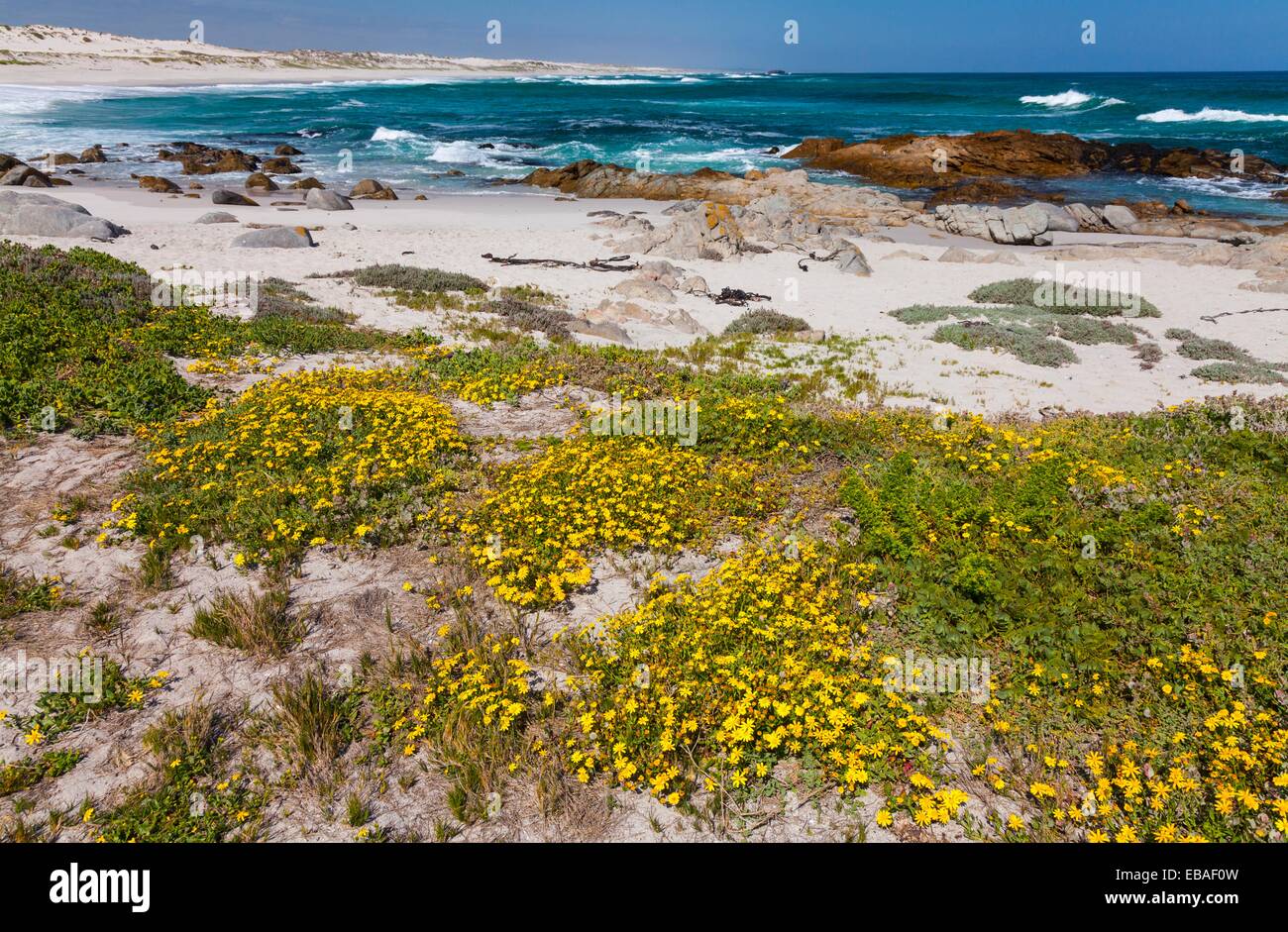 Postberg nature reserve west coast national park hi-res stock ...
