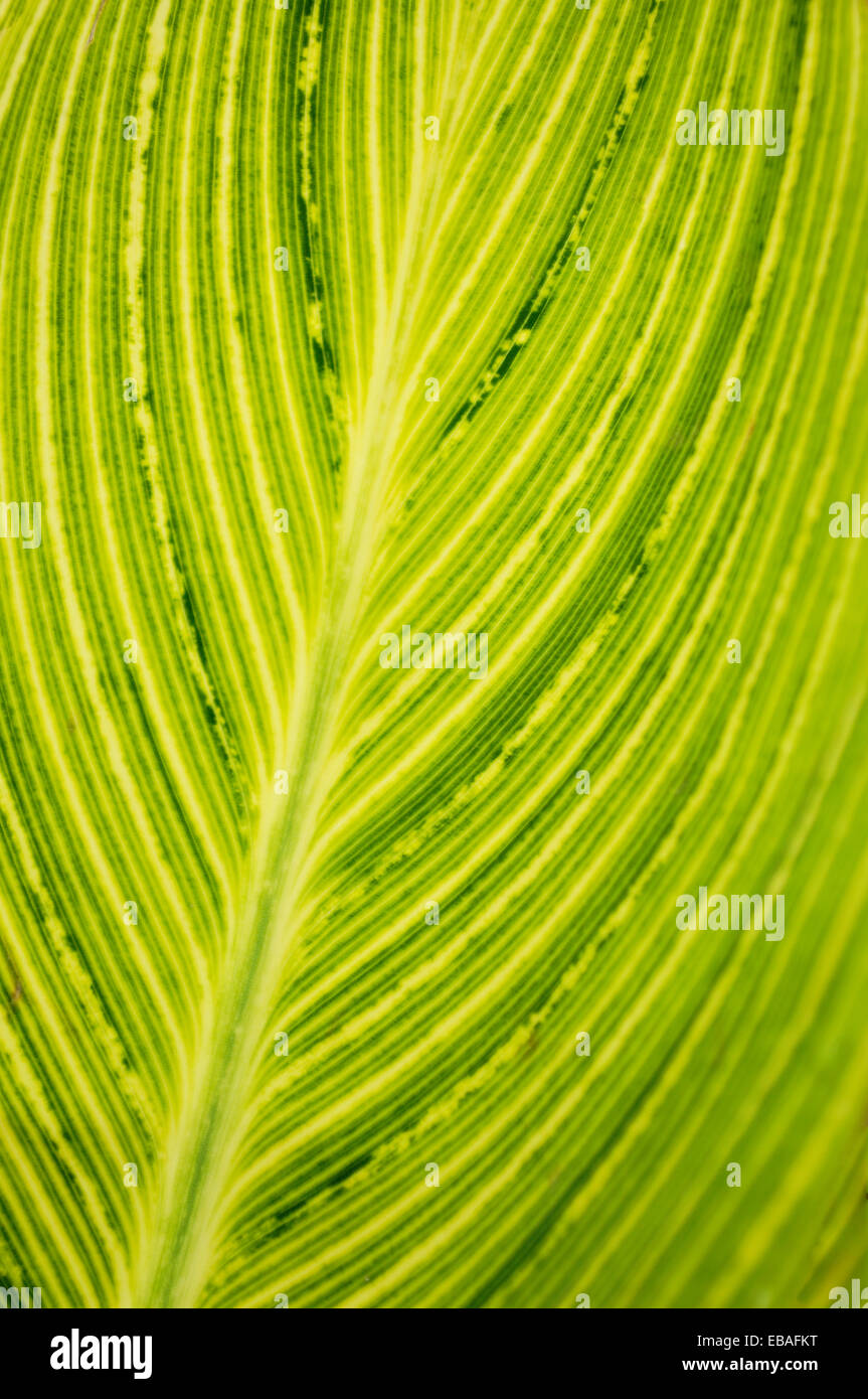 Vegetable texture hi-res stock photography and images - Alamy
