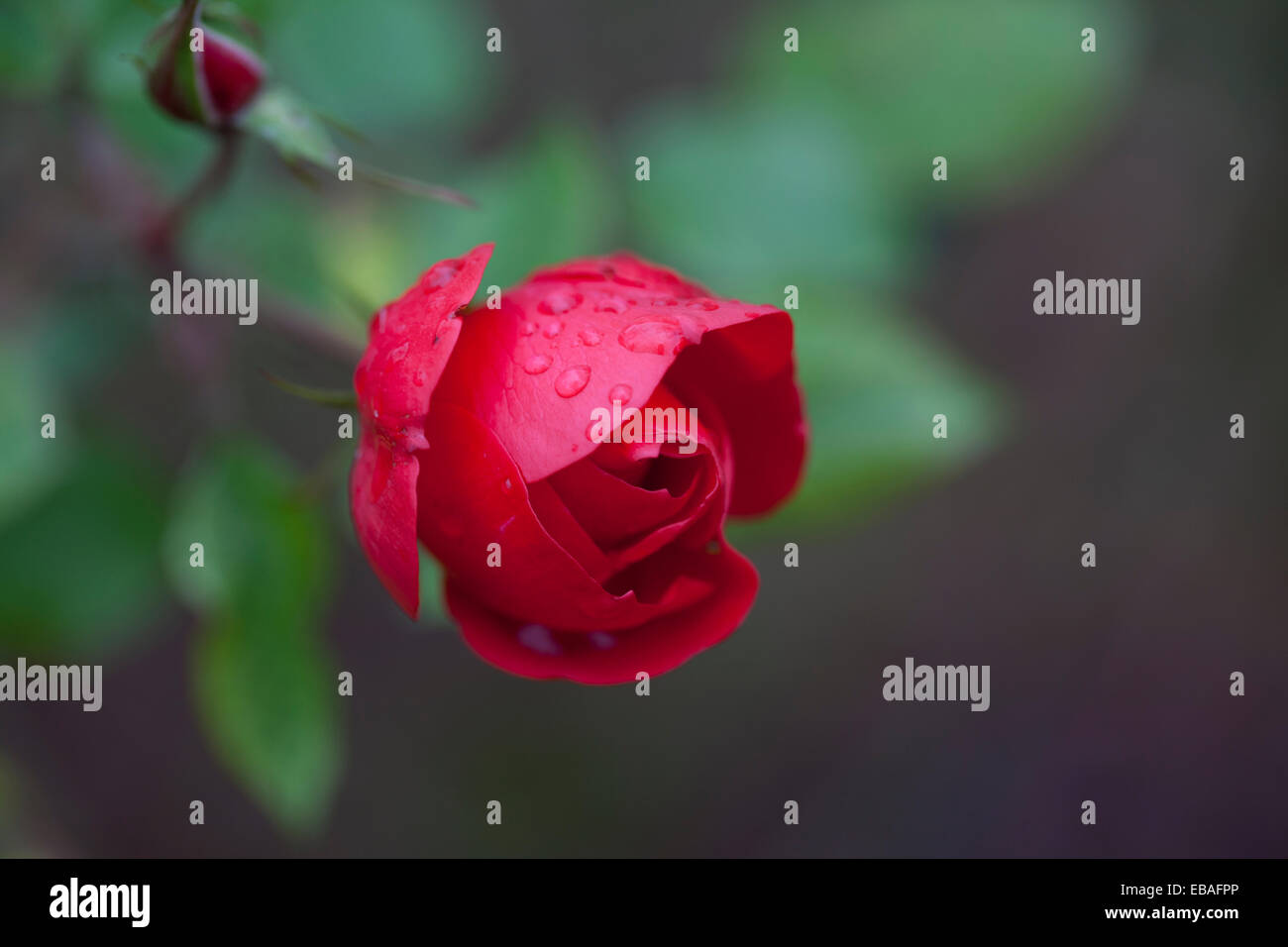 Red rose with dew Stock Photo - Alamy