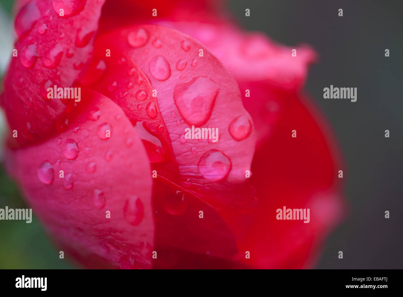 Red rose with dew Stock Photo - Alamy