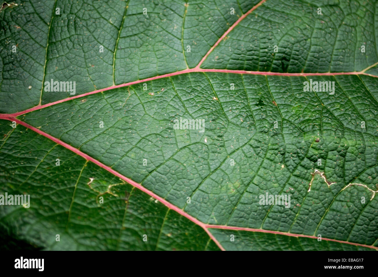 Vegetable texture hi-res stock photography and images - Alamy