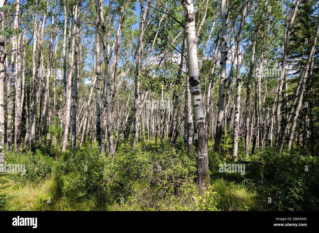 birch forest in Jasper in Canada Stock Photo - Alamy