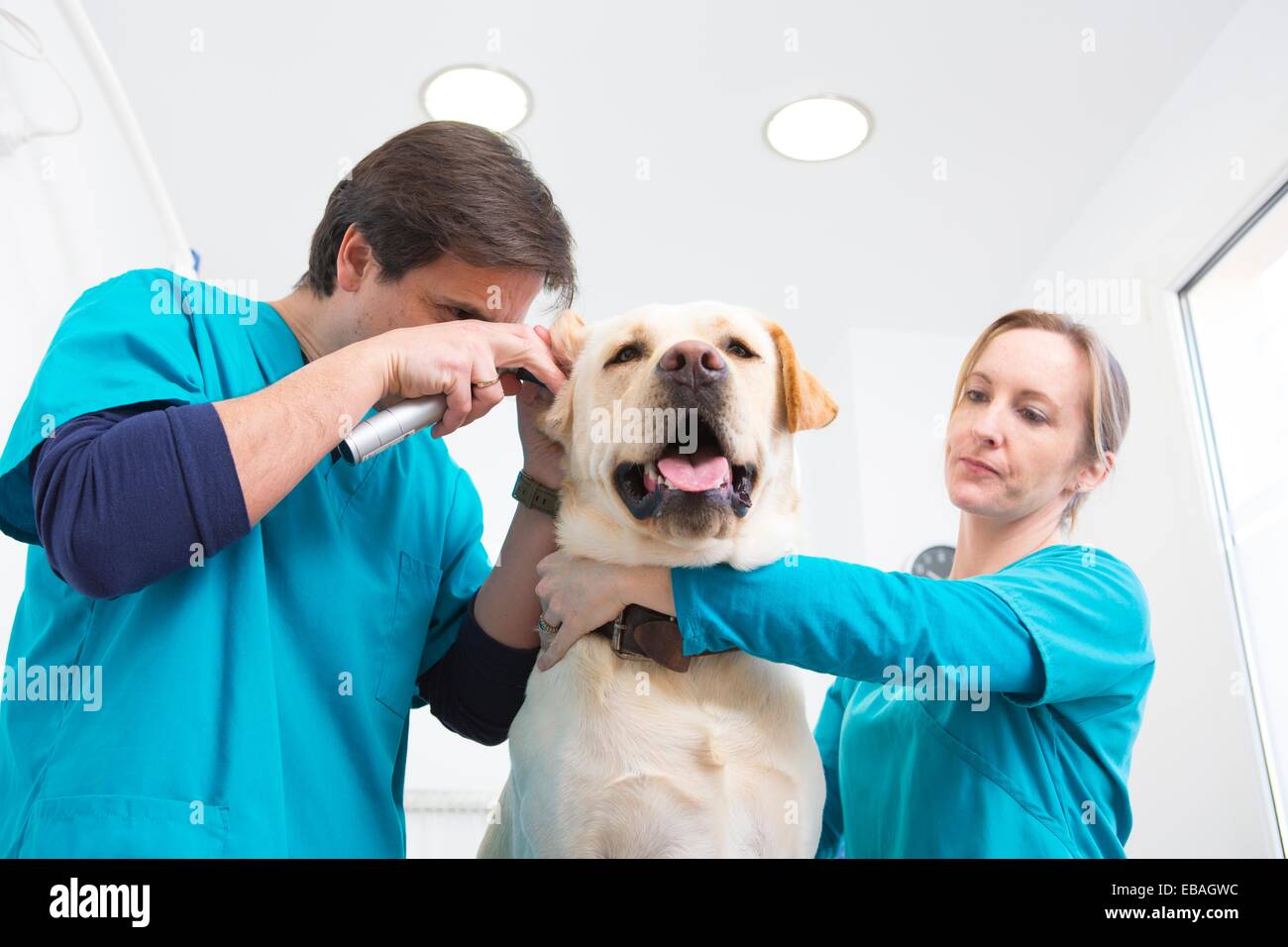 Veterinarians examine a Labrador Retiever in thier surgery Stock Photo ...
