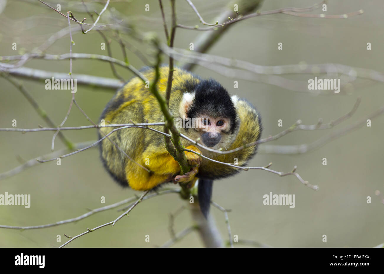 Saimiri sp hi-res stock photography and images - Alamy