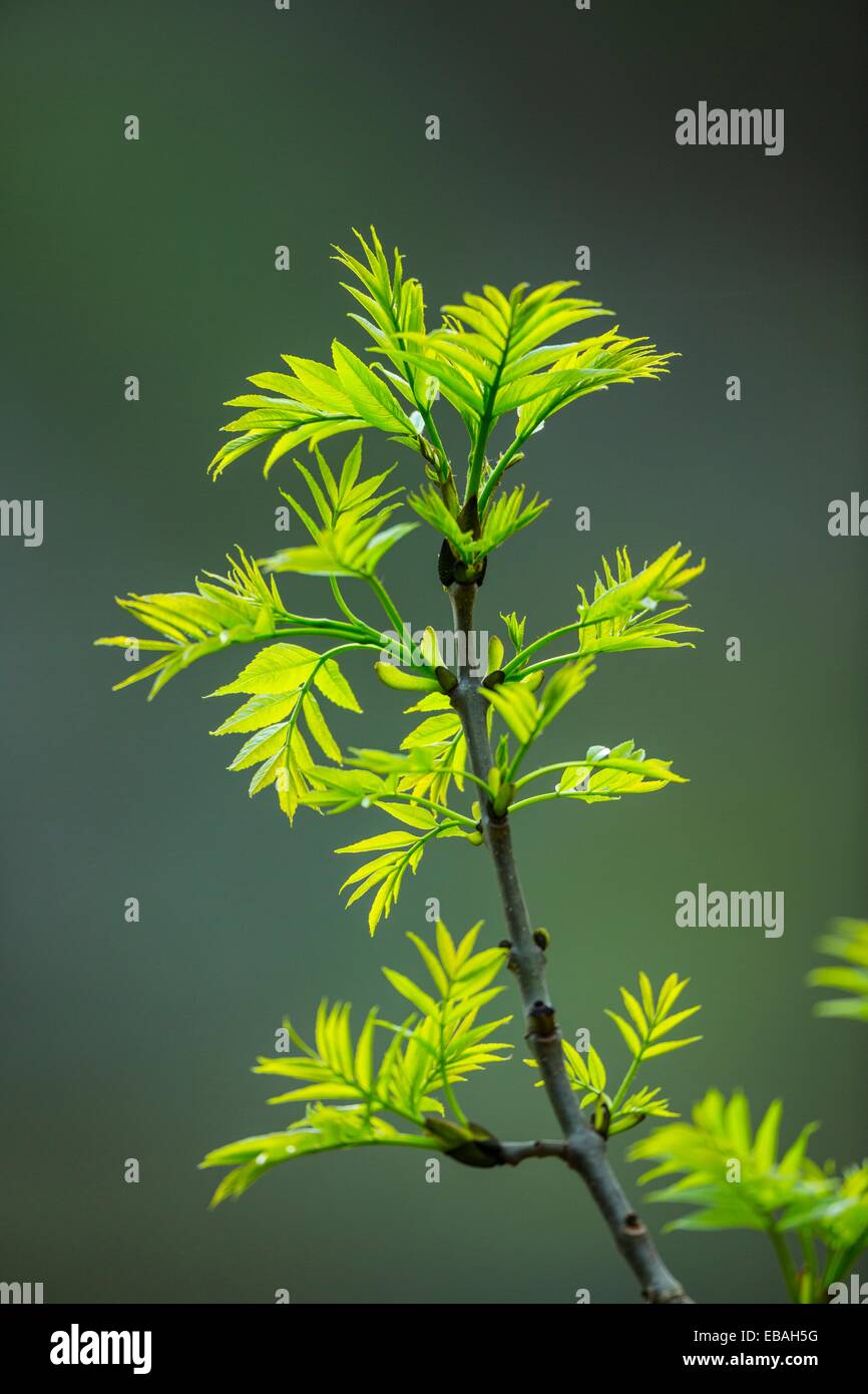 Weeping ash tree fraxinus excelsior hi-res stock photography and images ...