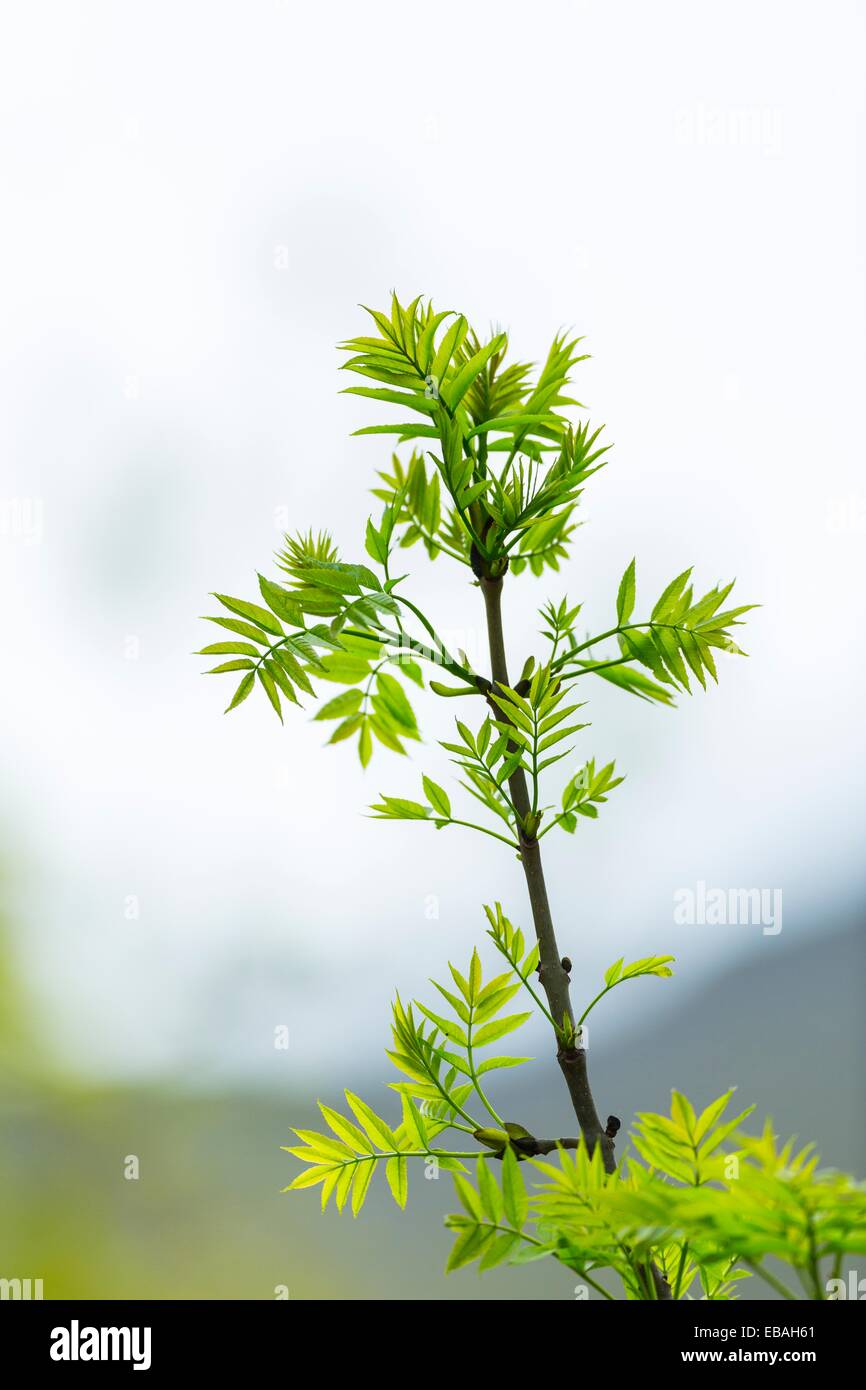 Weeping ash tree fraxinus excelsior hi-res stock photography and images ...