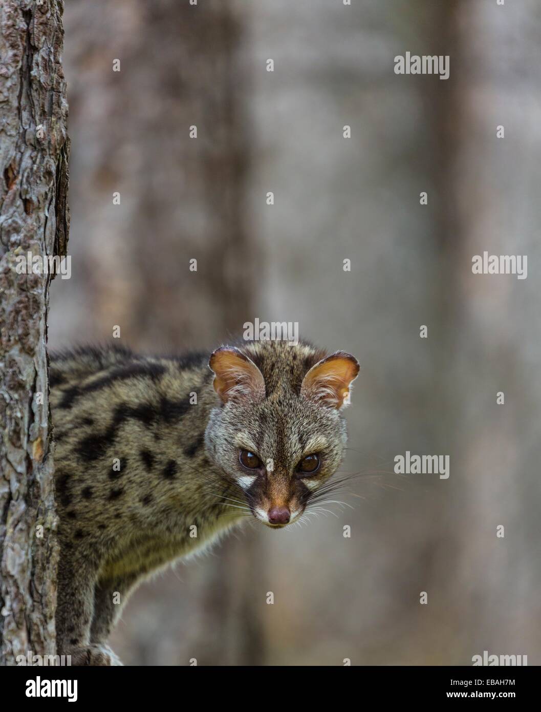 COMMON GENET Genetta genetta Stock Photo - Alamy