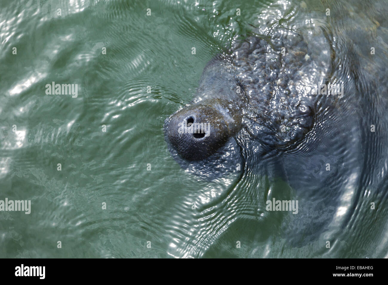 Florida manatee everglades hi-res stock photography and images - Alamy