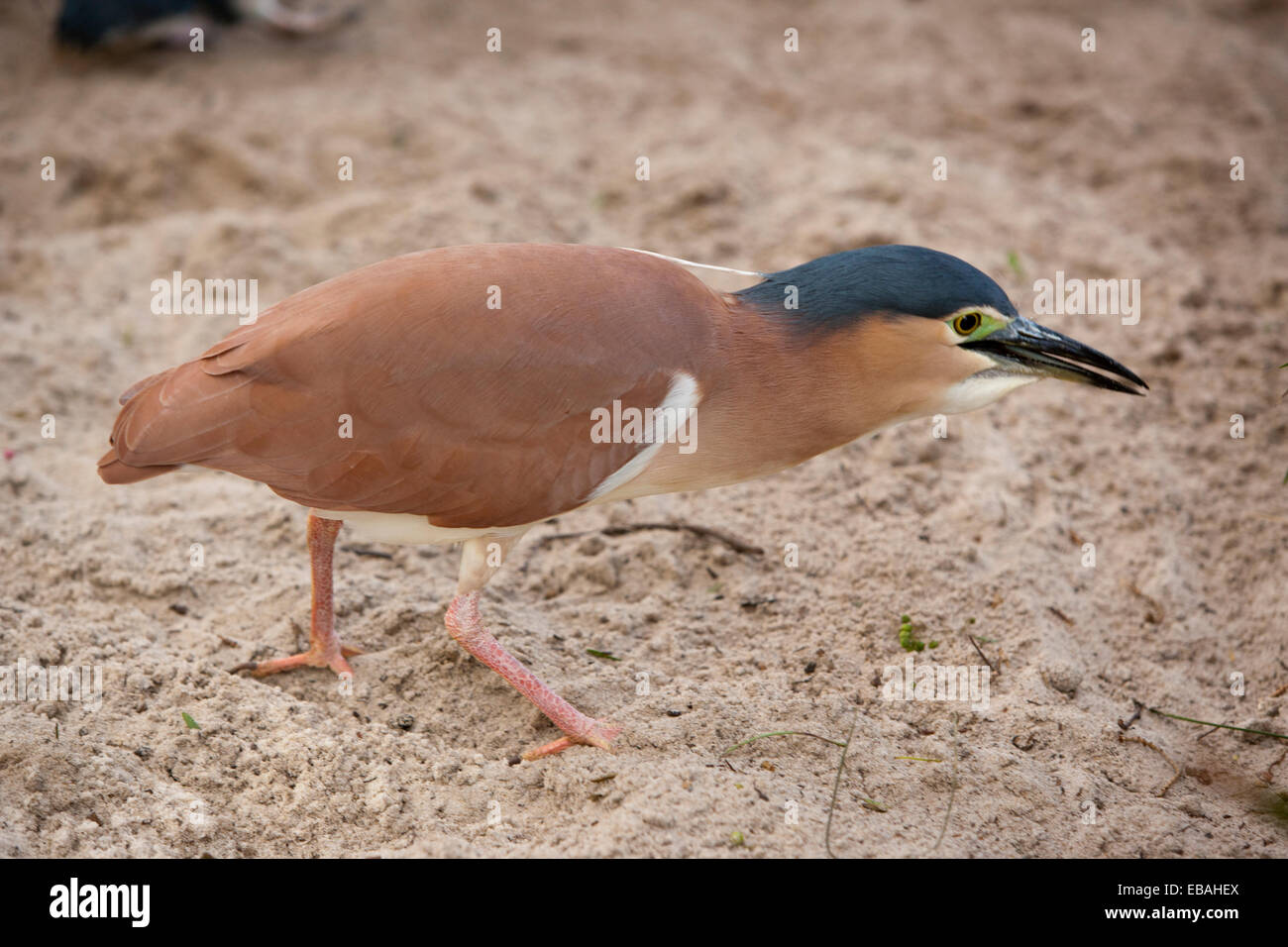 Nankeen night heron swallowing a fish Stock Photo - Alamy