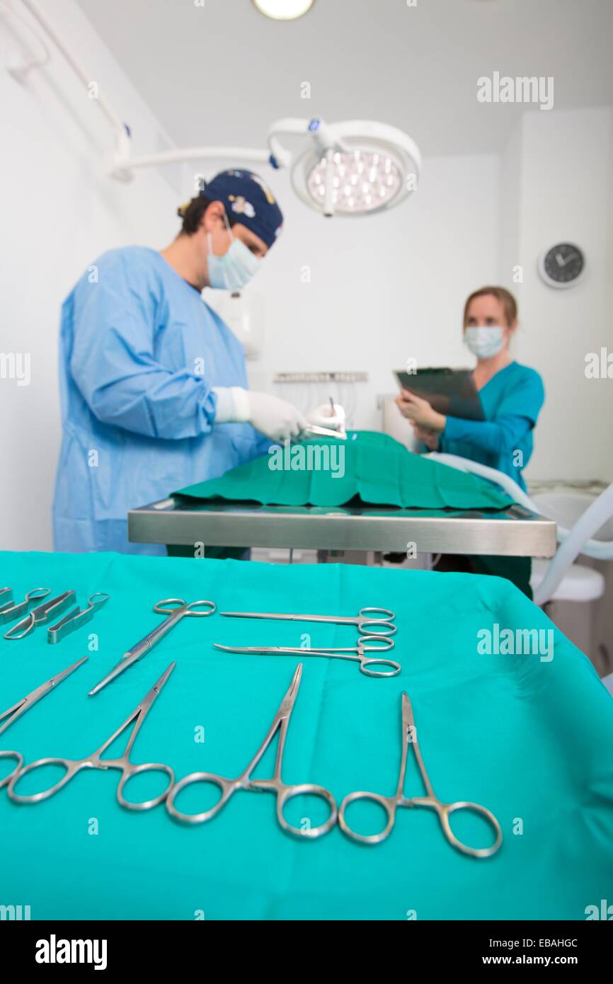 Veterinarians operating on a dog in their surgery Stock Photo - Alamy