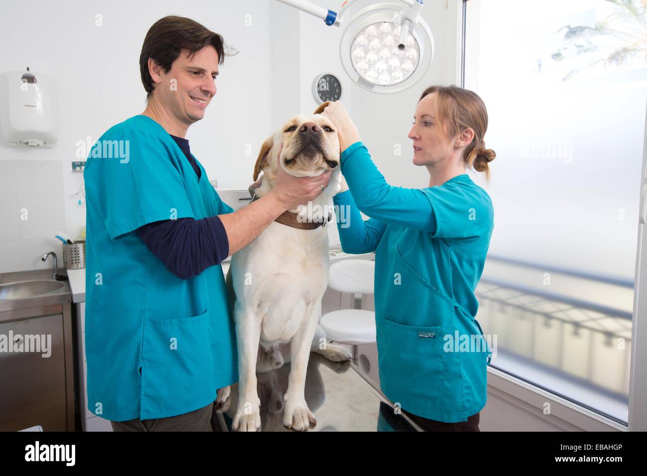 Veterinarians examine a Labrador Retiever in thier surgery Stock Photo ...