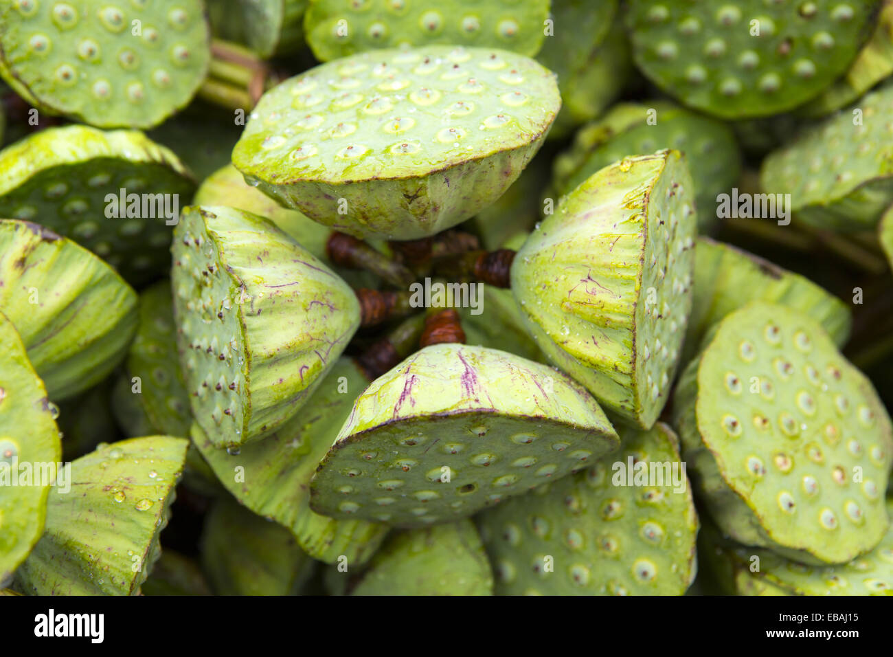 Lotus Fruit Stock Photos & Lotus Fruit Stock Images - Alamy
