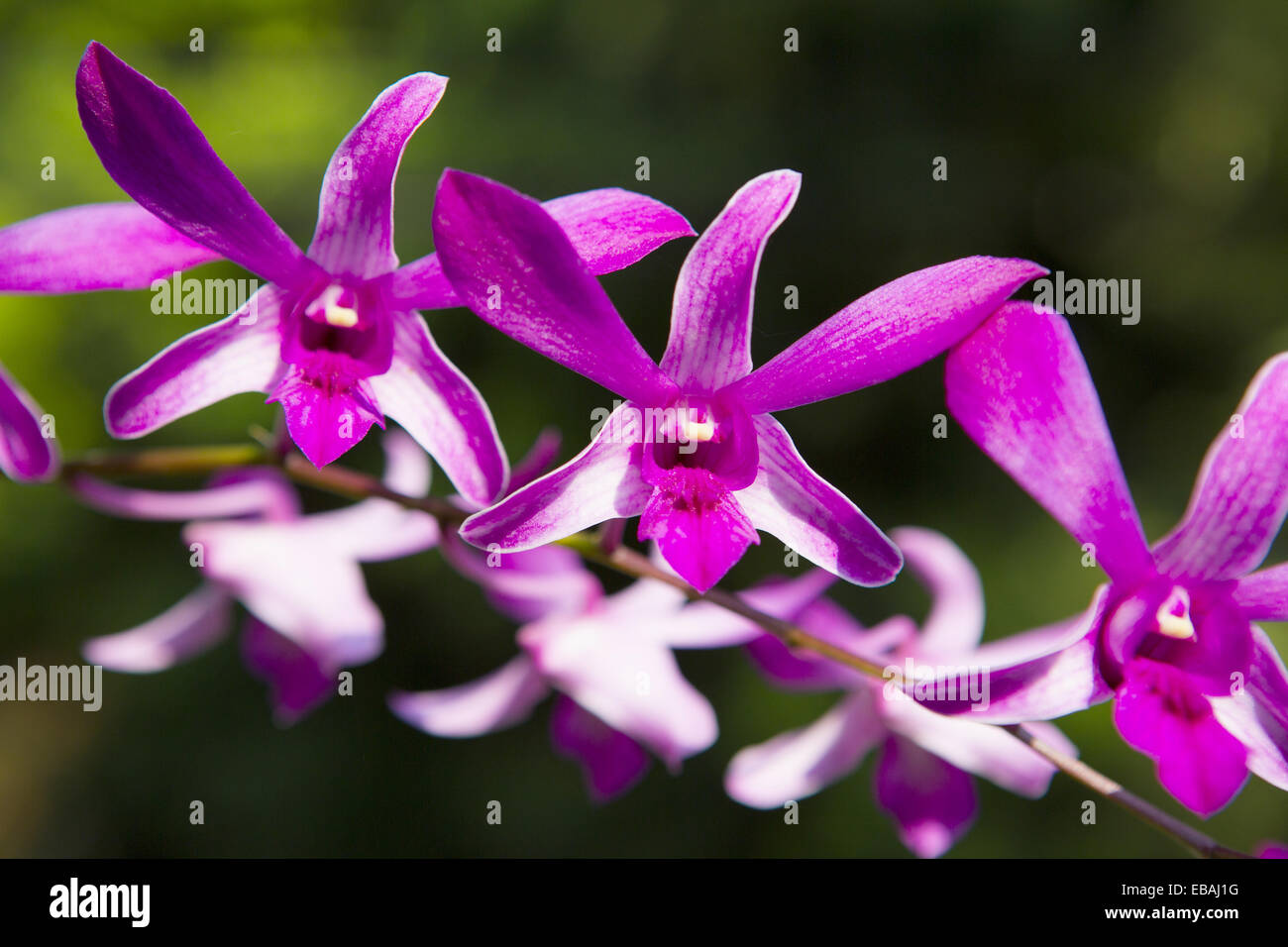 Orchids Of Laos High Resolution Stock Photography and Images - Alamy