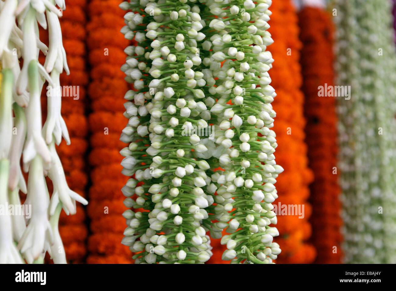 Colorful flower in dhaka Stock Photo - Alamy