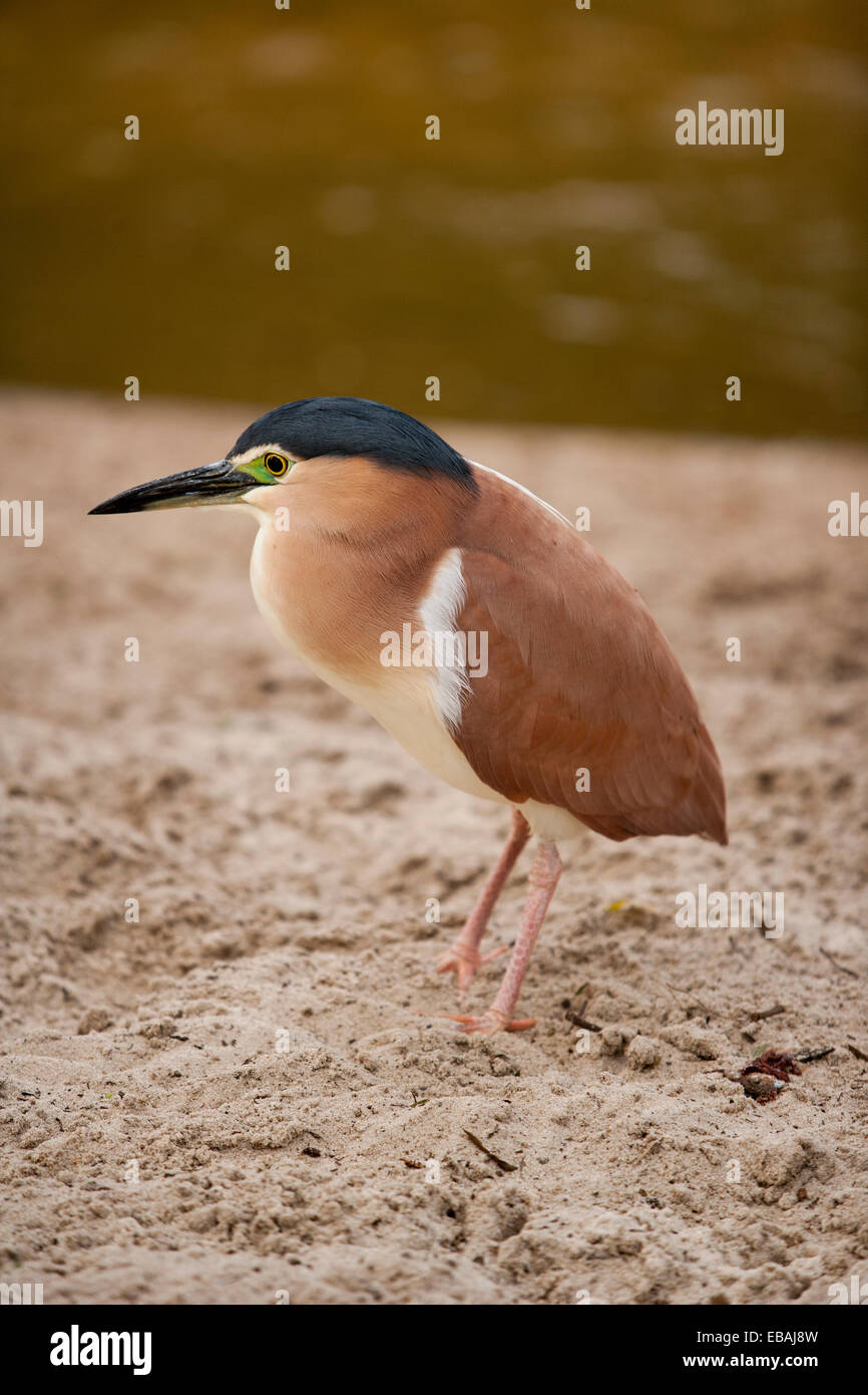 Nankeen hi-res stock photography and images - Alamy