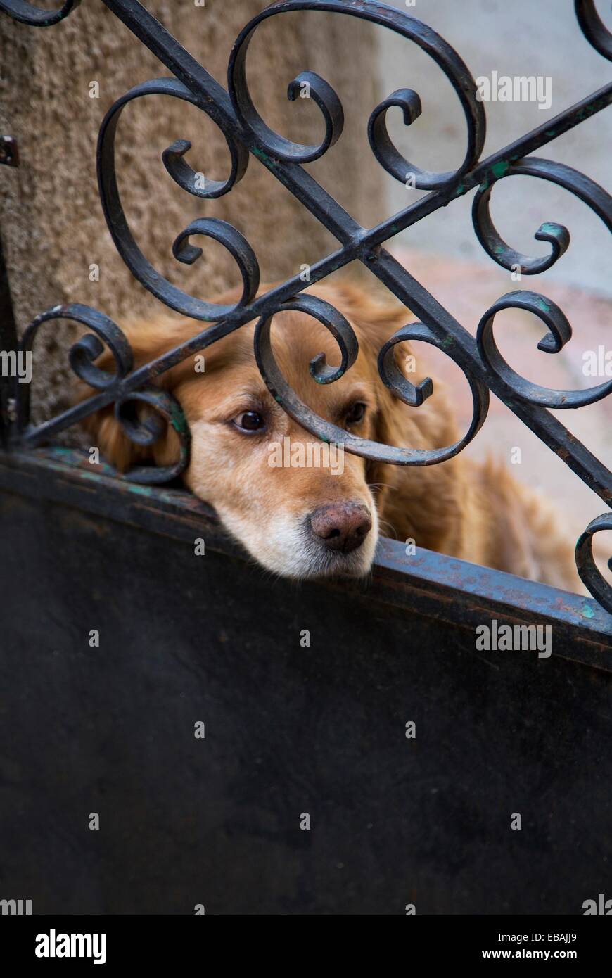 Dog, Ravello, Amalfi Peninsula, Campania, Italy Stock Photo - Alamy