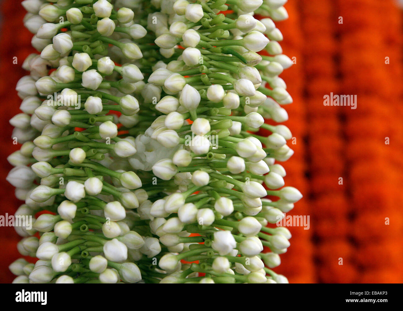 Colorful flower in dhaka Stock Photo - Alamy
