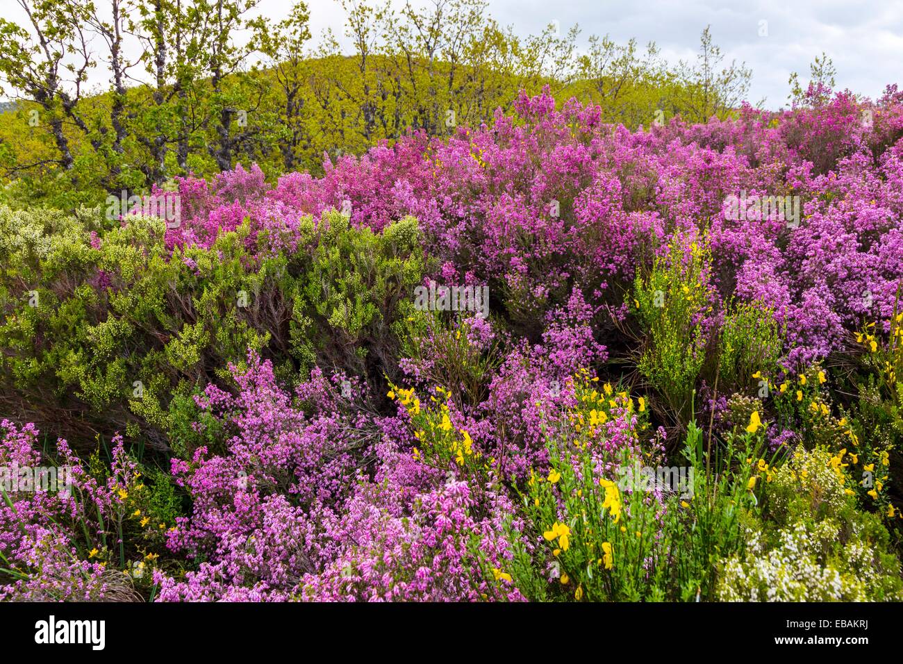 Erica australis hi-res stock photography and images - Alamy