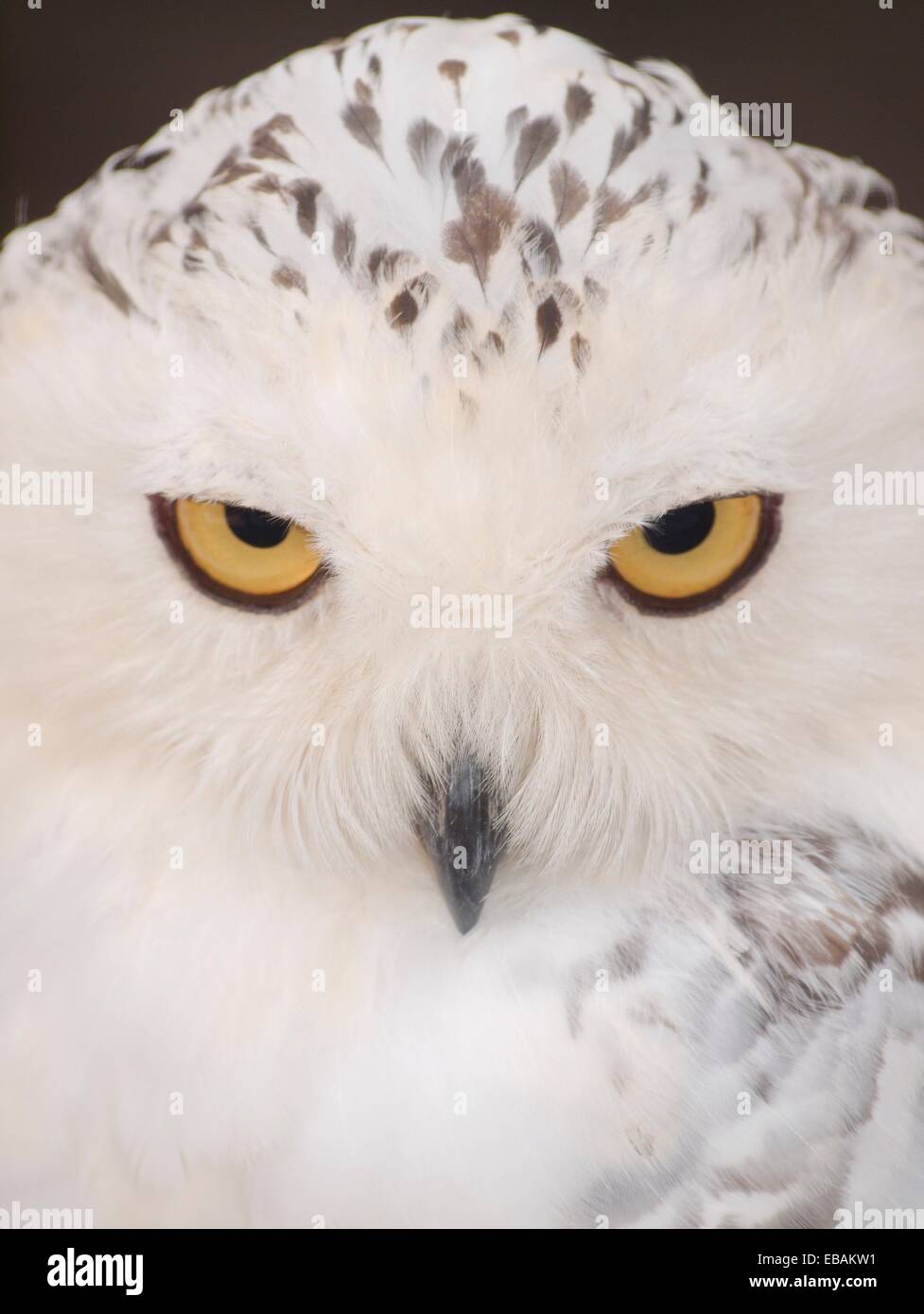 snowy owl head, Nyctea scandiaca Stock Photo - Alamy