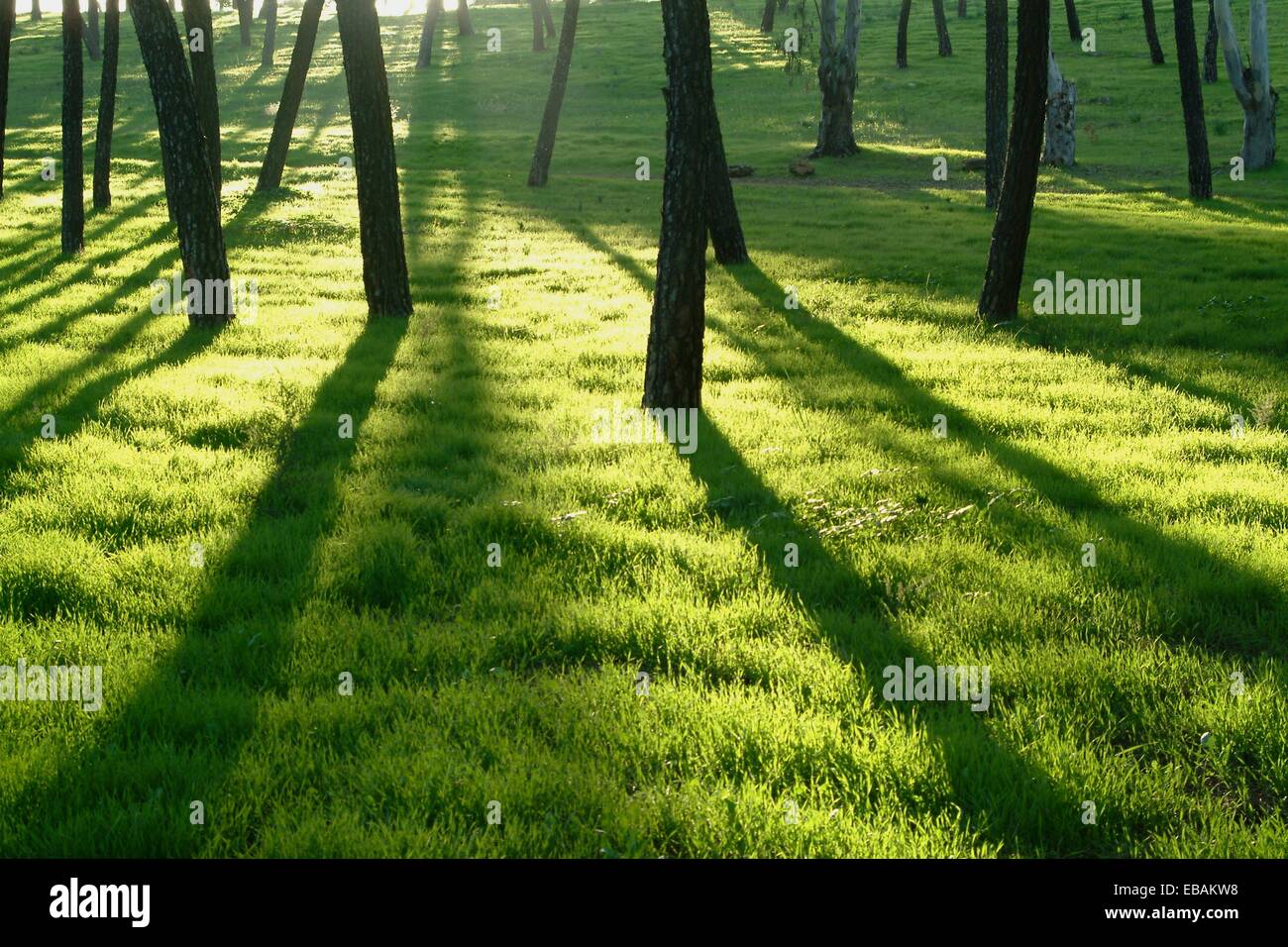 pine tree forest Stock Photo - Alamy