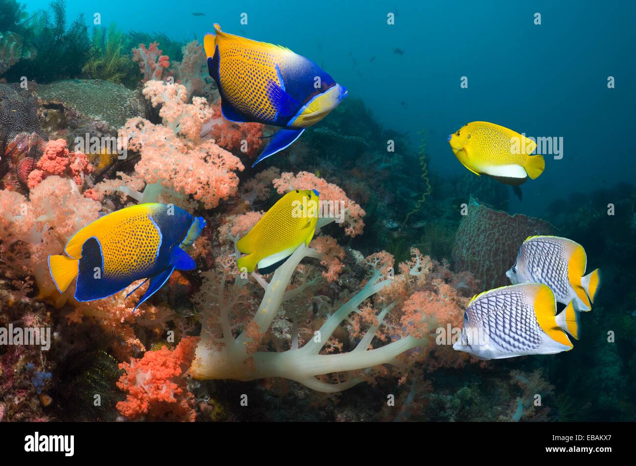 Yellow three spot angelfish hi-res stock photography and images - Alamy