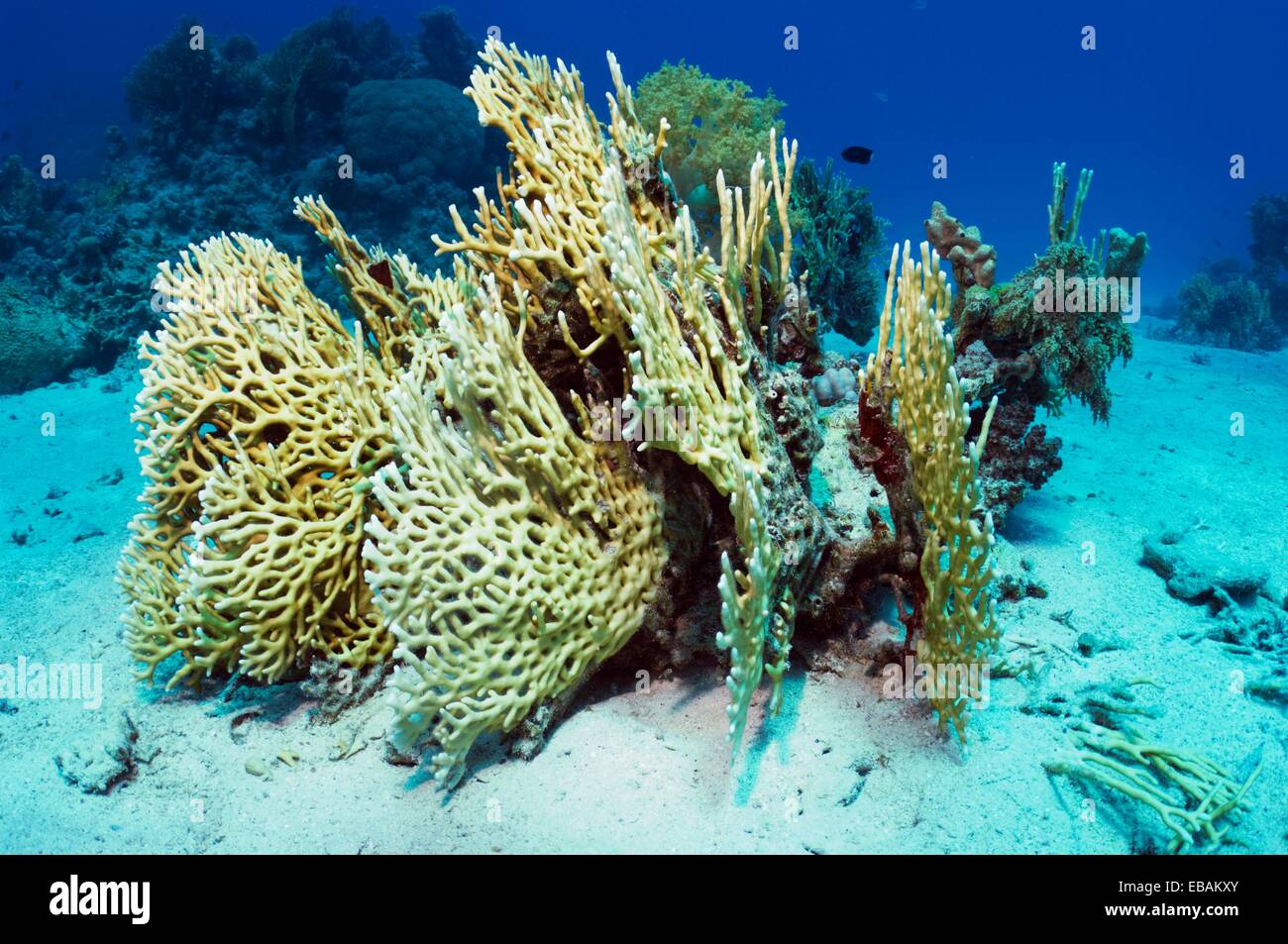 Fire coral Millepora dichotoma Egypt, Red Sea Stock Photo - Alamy